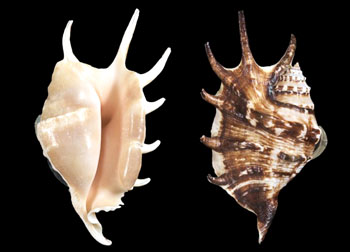 凤螺总科 Strombacea 蓝色动物学（中国动物学科普）